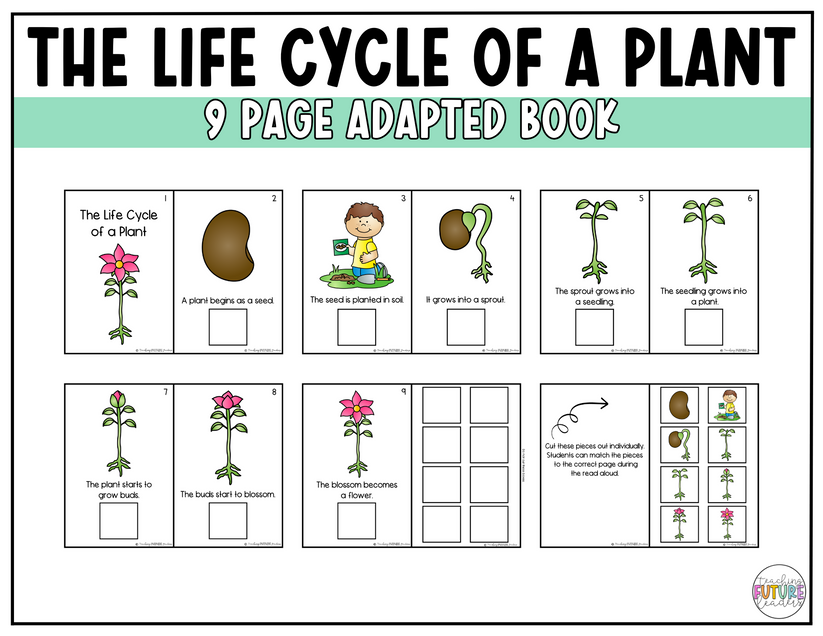 The Life Cycle of a Plant Adapted Book – Teaching Future Leaders LLC