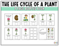 The Life Cycle of a Plant Adapted Book – Teaching Future Leaders LLC
